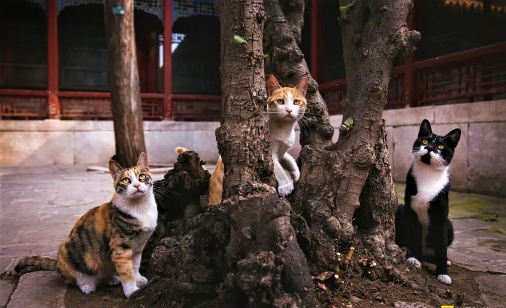 Forbidden City cats become celebrities in their own right – Fridayeveryday